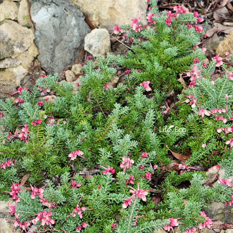 庭木・植木 グレビレア・ラニゲラ / 5寸・W30cm×H30cm : ライフエコショップ Yahoo!店 - 通販 - Yahoo!ショッピング