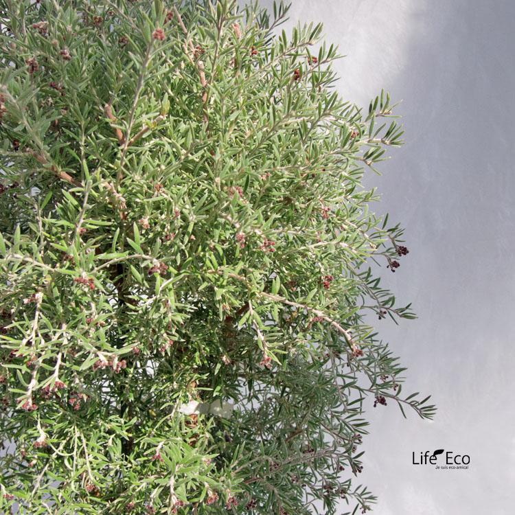 庭木・植木 グレビレア・プーリンダイルミナ / 6寸・約W30cm×H70cm : ライフエコショップ Yahoo!店 - 通販 - Yahoo!ショッピング