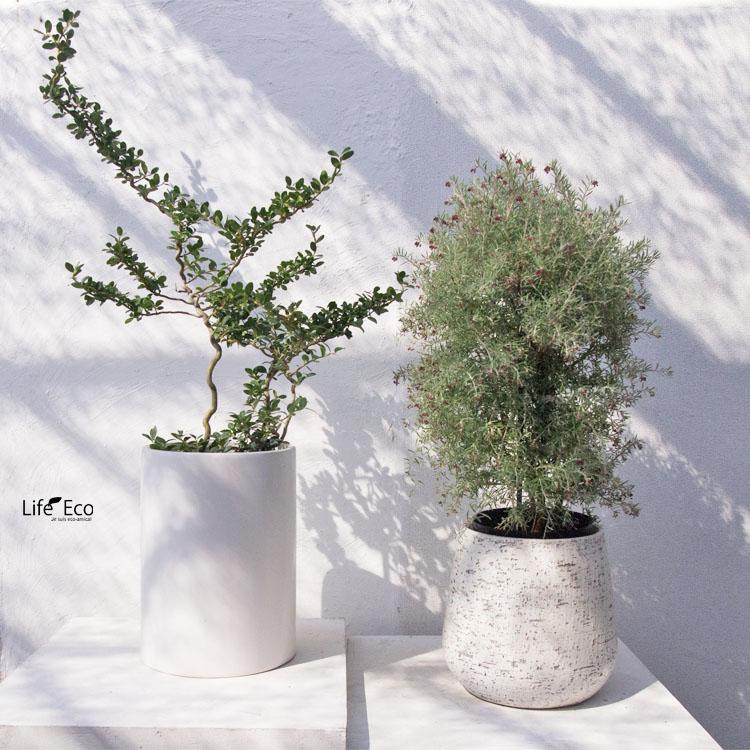 庭木・植木 グレビレア・プーリンダイルミナ / 6寸・約W30cm×H70cm : ライフエコショップ Yahoo!店 - 通販 - Yahoo!ショッピング