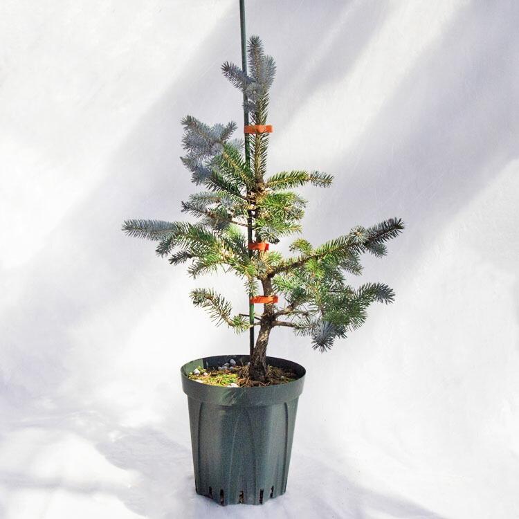庭木・植木 ピセア・プンゲンスポプシー（コロラドトウヒ、プンゲンストウヒ） / 7寸・約W40cm×H75cm : ライフエコショップ Yahoo!店 - 通販 - Yahoo!ショッピング