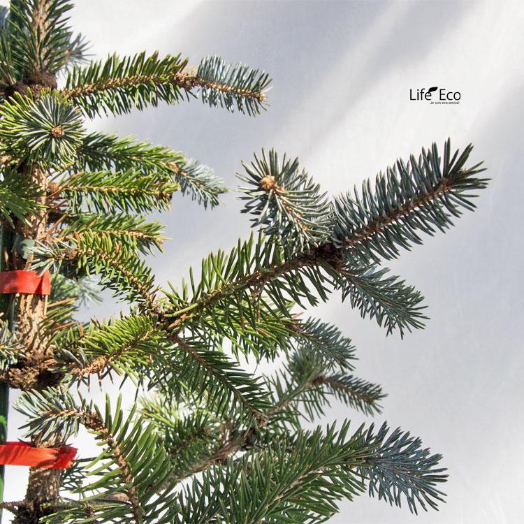 庭木・植木 ピセア・プンゲンスポプシー（コロラドトウヒ、プンゲンストウヒ） / 7寸・約W40cm×H75cm : ライフエコショップ Yahoo!店 - 通販 - Yahoo!ショッピング