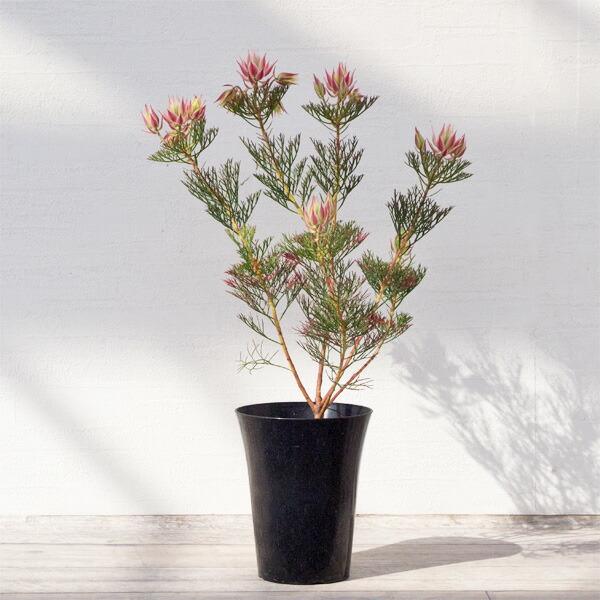 庭木・植木 セルリア・プリティピンク / 5寸・W30cm×H30〜50cm : ライフエコショップ Yahoo!店 - 通販 - Yahoo!ショッピング