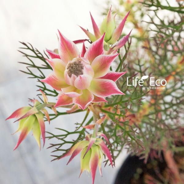 庭木・植木 セルリア・プリティピンク / 5寸・W30cm×H30〜50cm : ライフエコショップ Yahoo!店 - 通販 - Yahoo!ショッピング