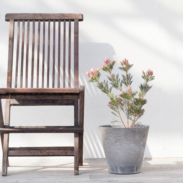 庭木・植木 セルリア・プリティピンク / 5寸・W30cm×H30〜50cm : ライフエコショップ Yahoo!店 - 通販 - Yahoo!ショッピング