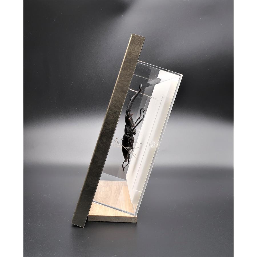 昆虫の標本 マンディブラリスフタマクワガタ H.mandib ライトフレーム : ラブリーインセクト - 通販 - Yahoo!ショッピング