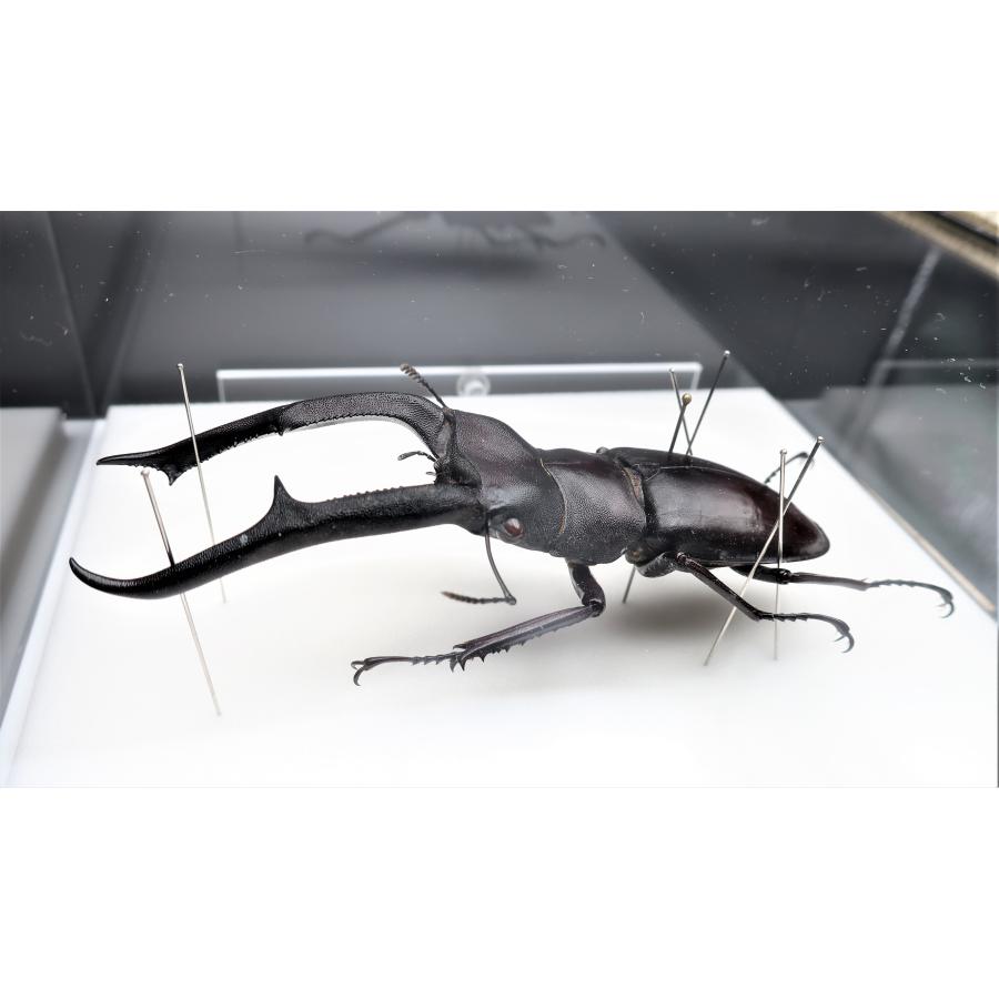 昆虫の標本 マンディブラリスフタマクワガタ H.mandib ライトフレーム : ラブリーインセクト - 通販 - Yahoo!ショッピング