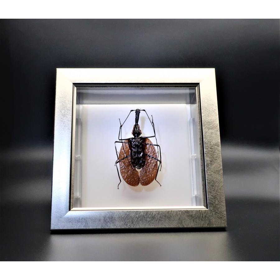 昆虫の標本 バイオリンムシ M.phyllodes ライトフレーム : ラブリーインセクト - 通販 - Yahoo!ショッピング