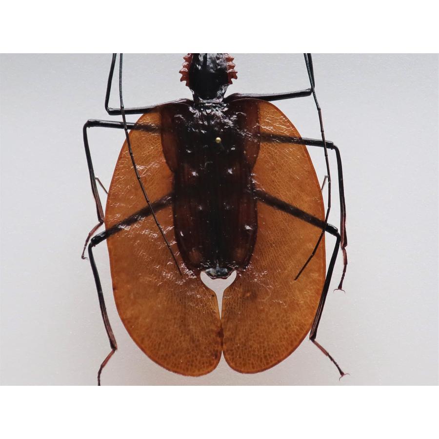 昆虫の標本 バイオリンムシ M.phyllodes ライトフレーム : ラブリーインセクト - 通販 - Yahoo!ショッピング