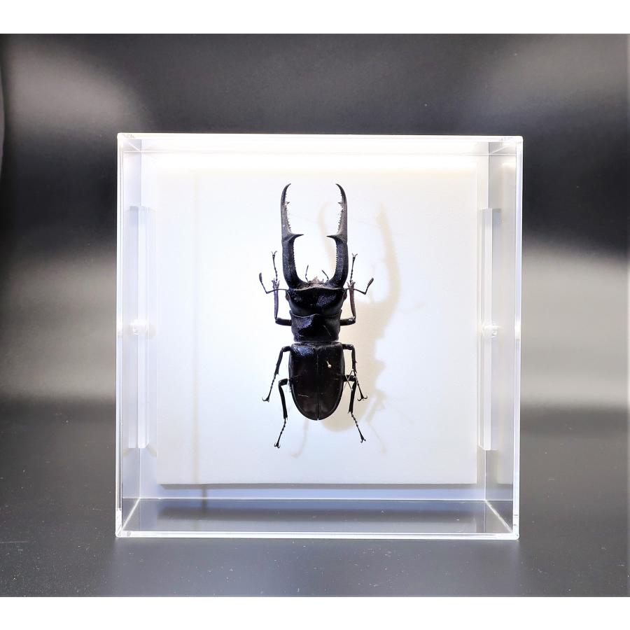 昆虫の標本 マンディブラリスフタマクワガタ H.mandib アクリルフレーム スケルトン : ラブリーインセクト - 通販 - Yahoo ...