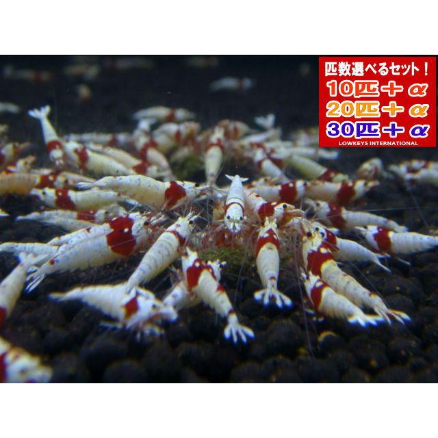 【LOWKEYS】レッドビーシュリンプモスラA30匹＋αセット【ローキーズ】 : ローキーズ ヤフー店 - 通販 - Yahoo!ショッピング