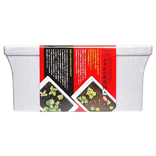 SUDO(スドー) スターペット メダカの発泡鉢 大 S-5586 : ルンピニ ストア - 通販 - Yahoo!ショッピング