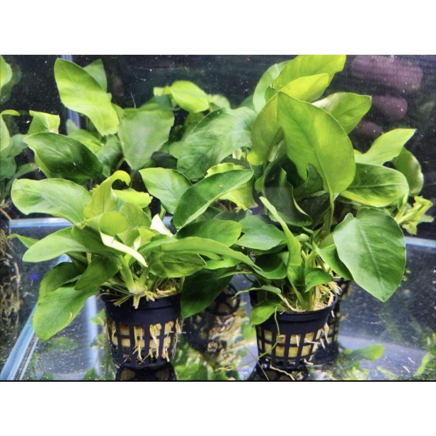 アヌビアスナナ 5POT : M2.green - 通販 - Yahoo!ショッピング