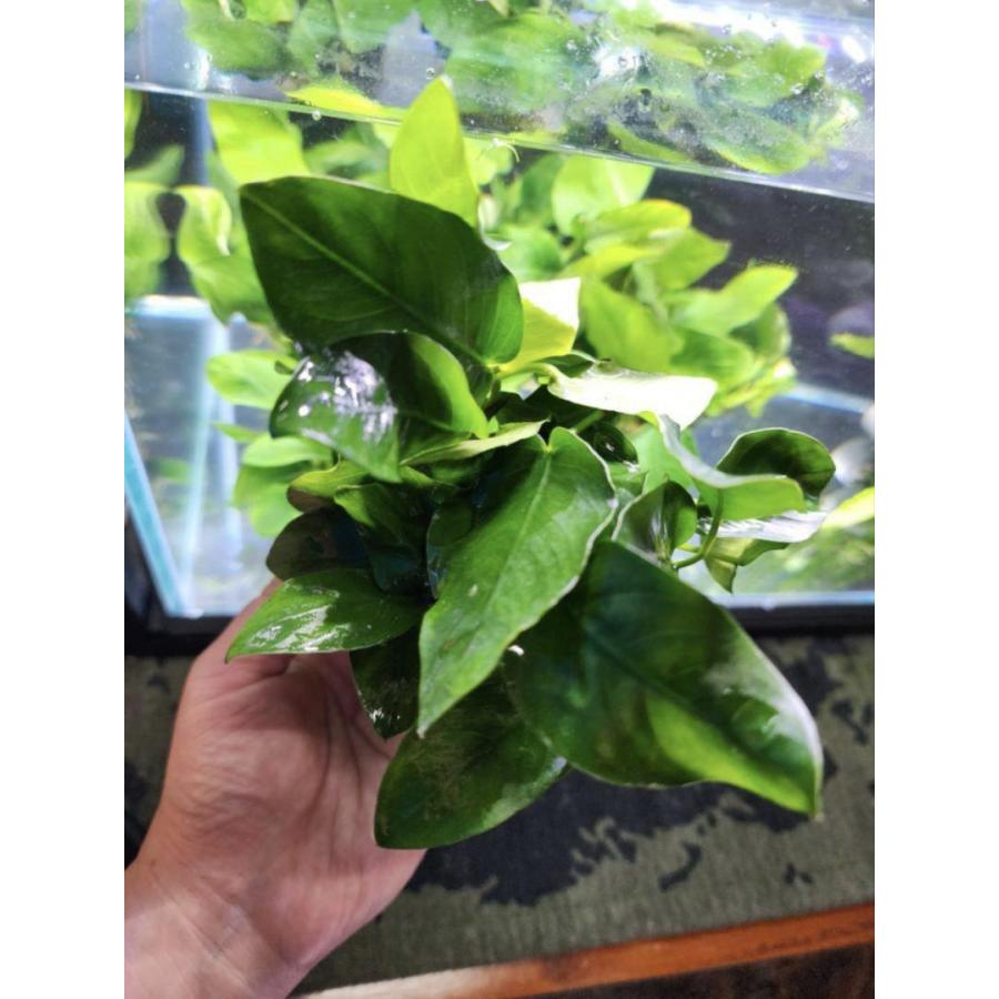 アヌビアスナナ 5POT : M2.green - 通販 - Yahoo!ショッピング