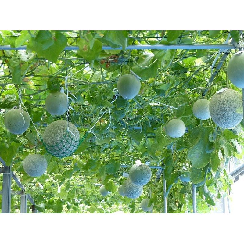 まちだシルクメロン（ゴールド）まちだ新農法で作られたジューシーで濃密な甘さが凝縮した糖度のある高級メロン : まちだシルクメロンー(株)まちだ ...