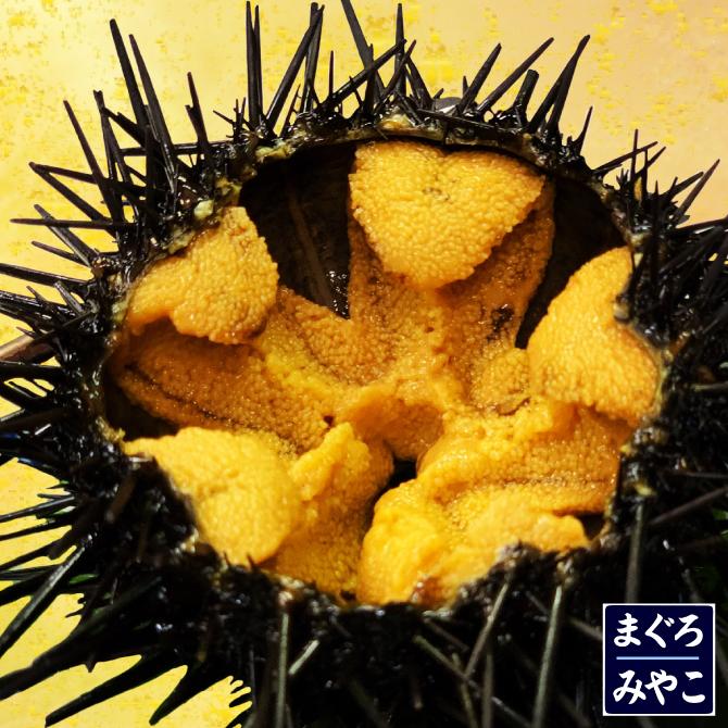 【最上級Aランク 生うに】40g 4箱 4人前 合計160g入り パーティ向けウニ おもてなし お取り寄せ グルメ パーティ 舟盛り 宴会 : 大間まぐろのみやこ - 通販 - Yahoo ...