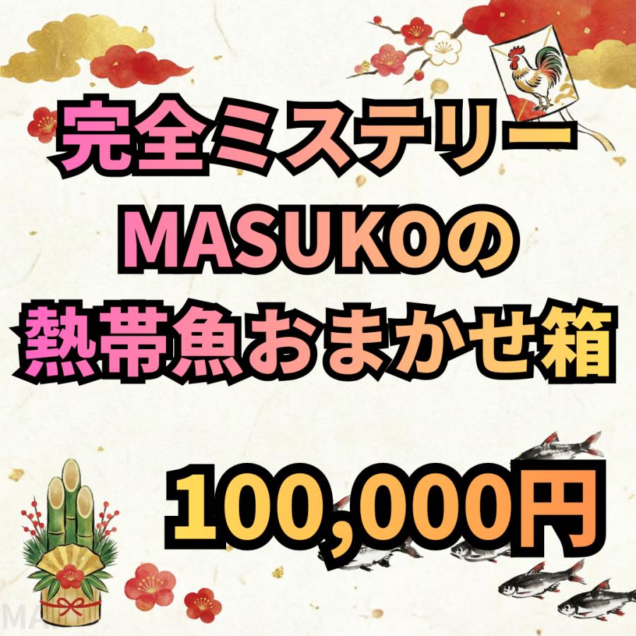 【新春初売り】完全ミステリー？？ MASUKOの 熱帯魚おまかせ箱 特別箱 ※商品情報欄必読 : MASUKOSUIKEI - 通販 ...