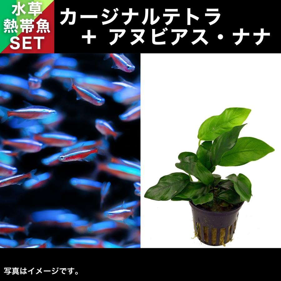 （初心者向けSET）カージナルテトラ 1.5cm±（5匹）＋アヌビアス・ナナ（1POT） セット : zsv44zfv4 : 増子水景 - 通販 - Yahoo!ショッピング