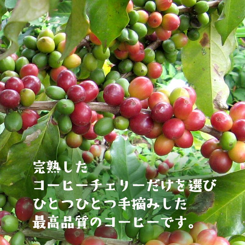 ウガンダ ティピカAA 自然栽培コーヒー生豆 1kg : 豆に暮らす野の暮らし研究所 - 通販 - Yahoo!ショッピング