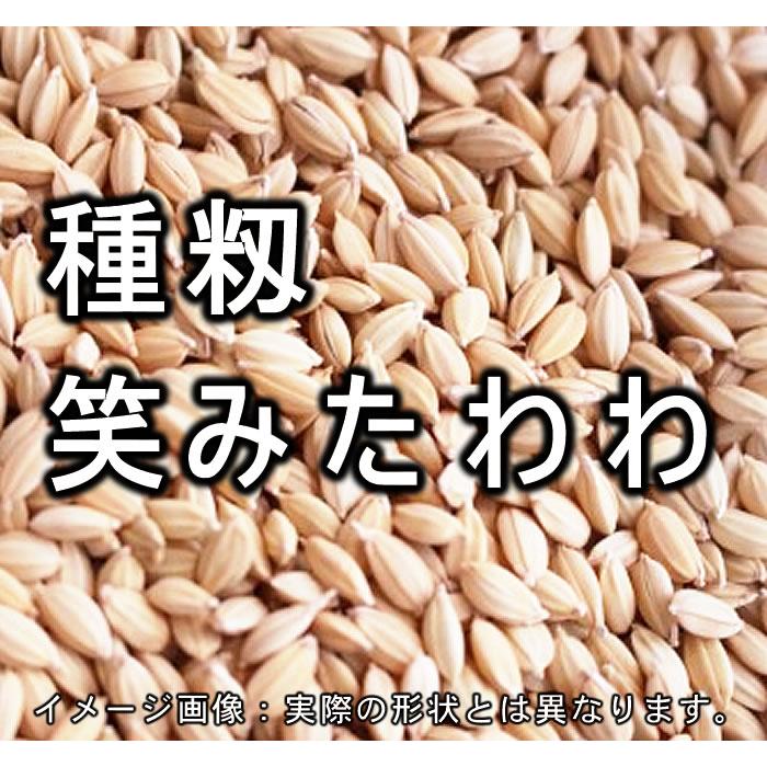 【事業所配送（個人宅不可）】 6年産 種籾 「笑みたわわ」 4kg : 万糧米穀 - 通販 - Yahoo!ショッピング