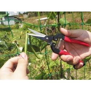 アルスコーポレーション 摘果鋏エキストラロングタイプ ステンレス全長200mm 300LL-DX-BP 【園芸用はさみ】 : 丸久金物 - 通販 - Yahoo!ショッピング