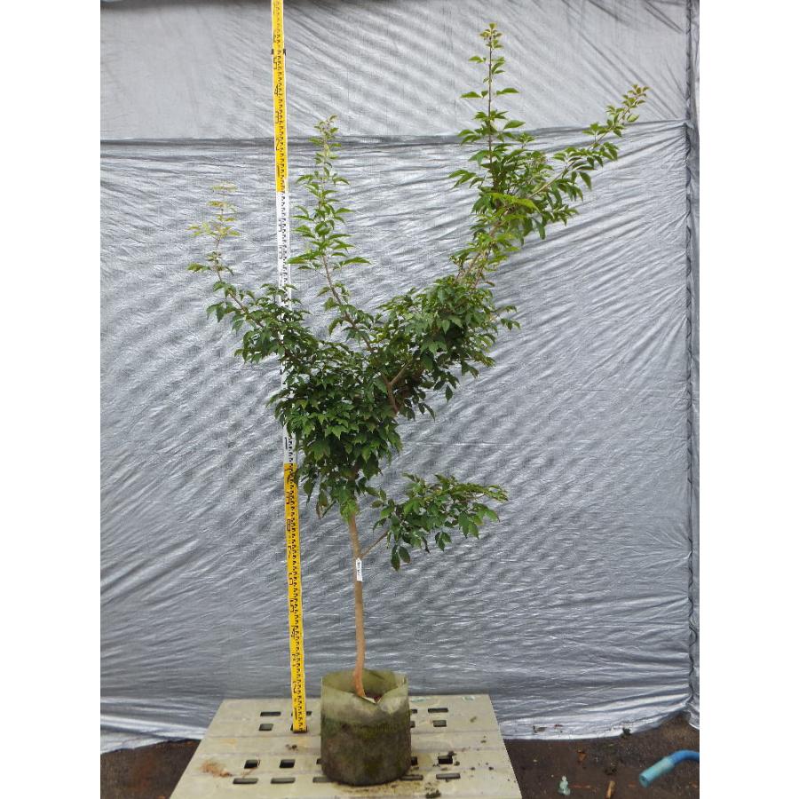 アオダモ No,137 : まるひろファーム - 通販 - Yahoo!ショッピング