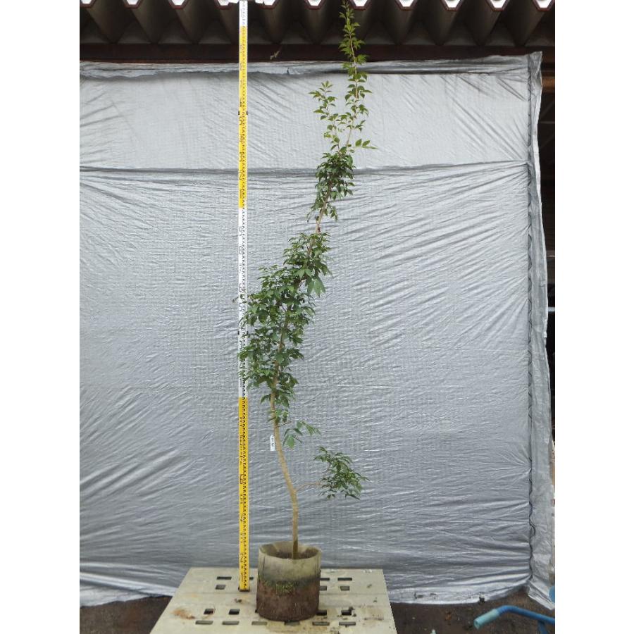 アオダモ No,138 : まるひろファーム - 通販 - Yahoo!ショッピング