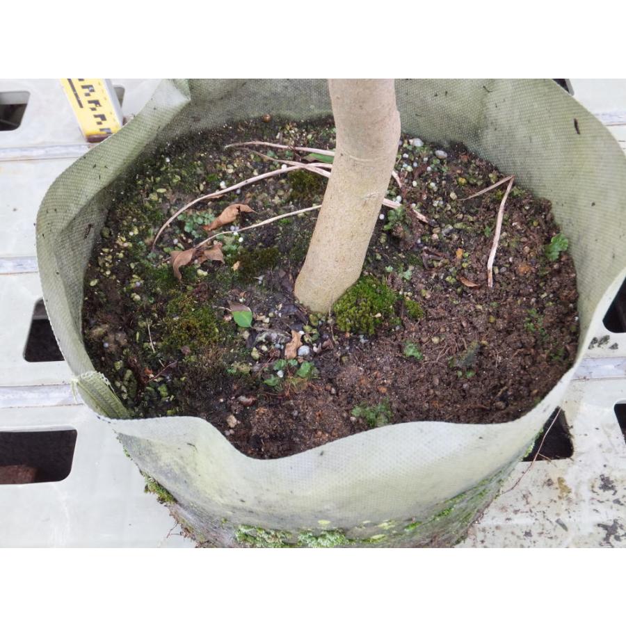 アオダモ No,138 : まるひろファーム - 通販 - Yahoo!ショッピング