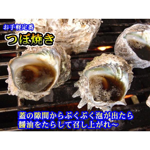 山陰浜坂港産＜天然＞さざえセット(中サイズ) 約80〜110g×10個セット＞ : (株)マル海渡辺水産 - 通販 - Yahoo!ショッピング