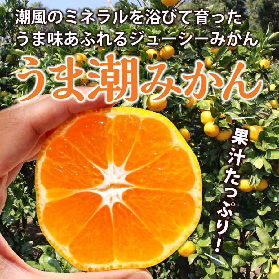 福岡 熊本 佐賀 温州みかん 送料無料 うま潮みかん 1箱あたり約2.5kg (2S〜Lサイズ混合) みかん 産地直送 早生 中手 晩生 お取り寄せ 贈答 まるかじり九州 : まるかじり九州 ...