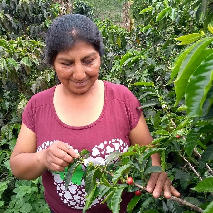 コーヒー コロンビア カウカ アルタ・ミラ 200g : Maru’s Coffee Beans - 通販 - Yahoo!ショッピング