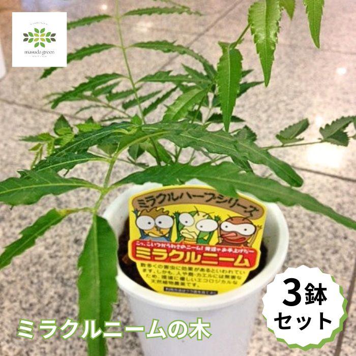 ペットやお子様にも安心 ミラクルニーム 4号 鉢植え 虫除け ニームの木 ハーブ苗 3鉢セット 蚊除け 蚊よけ植物 防虫 害虫 :n004-3type:マスダグリーン - 通販 - Yahoo ...