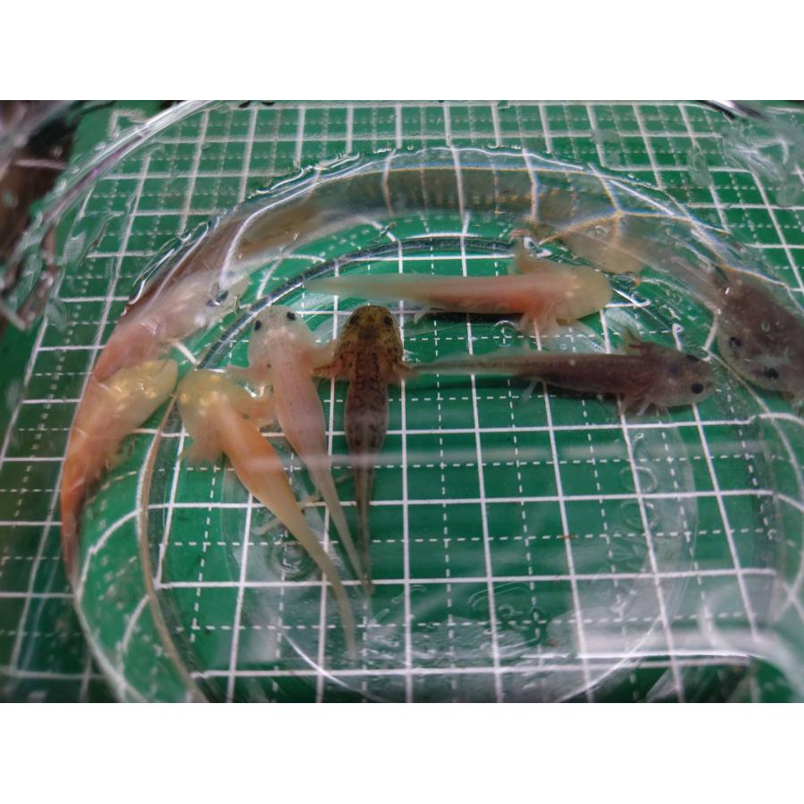 ウーパールーパー アルビノベビー 4〜6cm : ry0001 : マトキファーム - 通販 - Yahoo!ショッピング