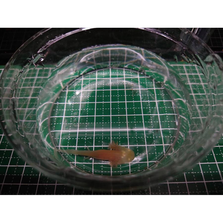 ウーパールーパー アルビノゴールデン ベビー 3〜4cm : マトキファーム - 通販 - Yahoo!ショッピング