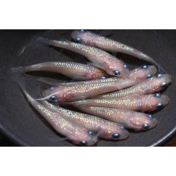 【送料無料】ピンクサファイアめだか・稚魚10匹＋α補償付き！ めだか 楊貴妃 白メダカ 幹之 ブラック 観賞魚 飼育 アクアリウム メダカ飼育 ...
