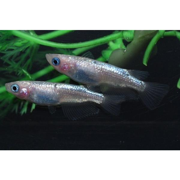 【送料無料】ピンクサファイアネプチューンめだか・稚魚10匹＋α補償付き！ めだか 楊貴妃 白メダカ 幹之 ブラック 観賞魚 飼育 アクアリウム ...