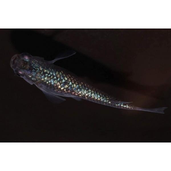 【送料無料】サファイアめだかの稚魚・10匹＋α補償付き！ めだか 楊貴妃 白メダカ 幹之 ブラック 観賞魚 飼育 アクアリウム メダカ飼育 ...