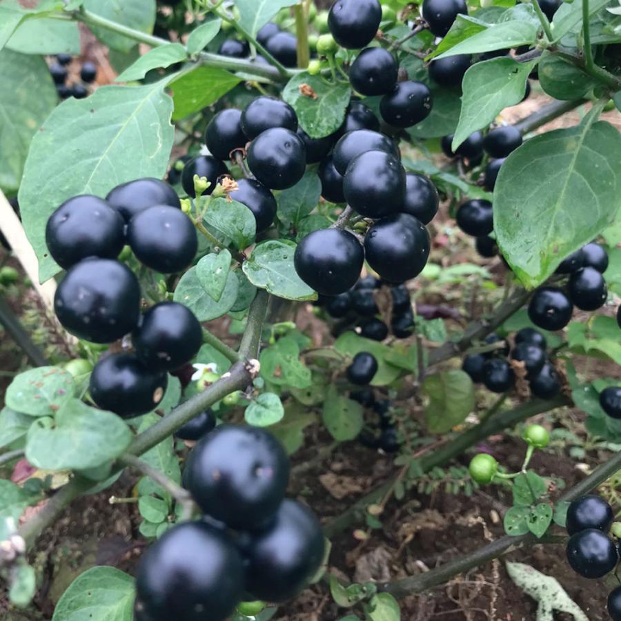 自然栽培 ガーデンハックルベリー 農薬不使用 1kg :ML-047:メイチャンズライフ - 通販 - Yahoo!ショッピング