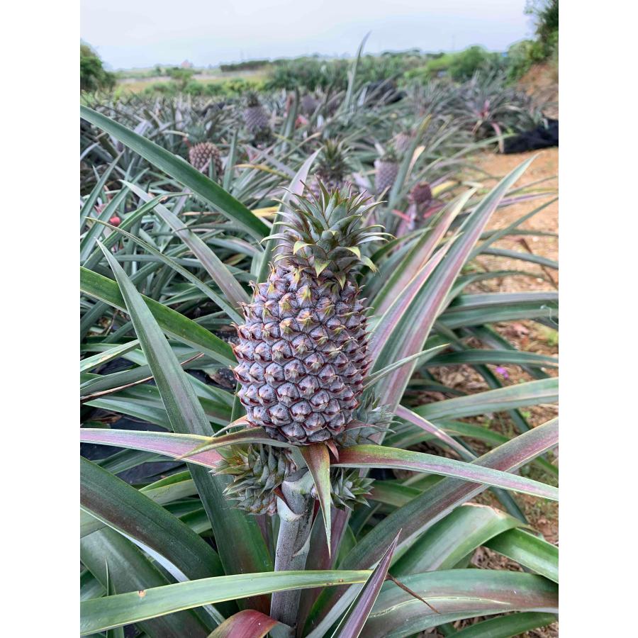 スナックパイン 1玉 (約800g〜1kg）沖縄県産【発送4月〜】 お中元におすすめ : 沖縄市場たま青果 - 通販 - Yahoo!ショッピング