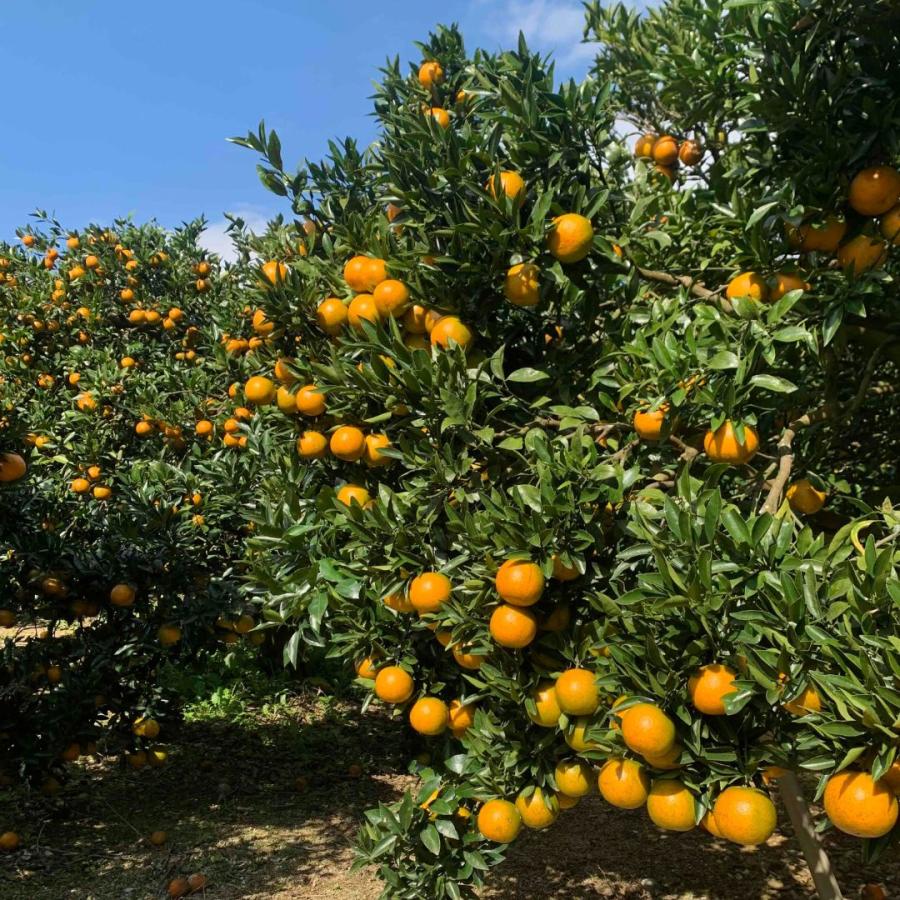 訳あり タンカン 約3kg (2S〜3Lサイズ混合) 沖縄県産【発送開始1月下旬〜3月】 : 沖縄市場たま青果 - 通販 - Yahoo!ショッピング