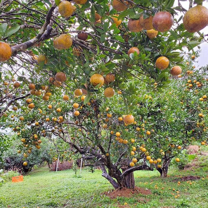 訳あり タンカン 約3kg 【規格外】(3S〜3Lサイズ混合) 沖縄県産【発送開始1月頃〜3月】 : saletankanwake3 : 沖縄市場たま青果 - 通販 - Yahoo!ショッピング