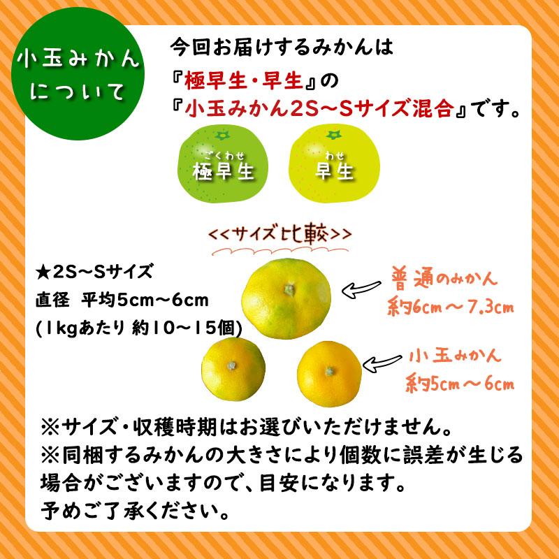 塩屋みかん 小玉 家庭用 5kg 2S 〜 S サイズ 混合 極早生 早生 河内産 くまモン 甘い 柑橘 九州 訳あり 蜜柑 わけあり 熊本土産 箱 箱買い : メルカートくまもと - 通販 ...