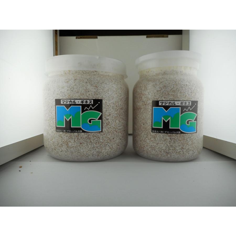 国産オオクワガタ・森田ゴールド・♂28g〜・大型3令幼虫ペア（GG86SP・秘蔵系統）(2) : MGインセクト - 通販 - Yahoo!ショッピング