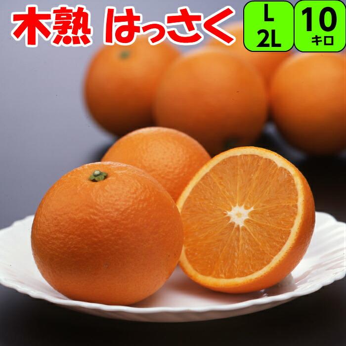 紀州 はっさく 10kg L / 2L(大玉 中玉)【秀品】 送料無料香りがよく甘酸が調和しプリプリとした 木熟 八朔 みかん紀南 和歌山 木成り もぎたて 完熟 濃… : みどり果実 ヤフー ...