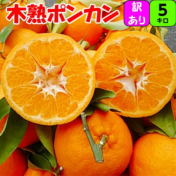 紀州 みかん 木熟 葉付き ポンカン【秀.優】5kg 2L/LМ サイズ 濃厚なみかん 木熟 甘味が強く 濃厚な甘い香りが 特徴 紀南 和歌山 … : みどり果実 ヤフー店 - 通販 ...