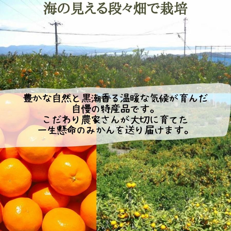 【特選】越冬葉付き完熟みかん S/2Sサイズ 3キロ 送料無料紀州 和歌山 紀南 温州みかん 完熟 濃厚 糖度 甘い 小粒 みかん 小玉 フルーツ 家庭用 お歳暮 : みどり果実 ヤフー店 ...