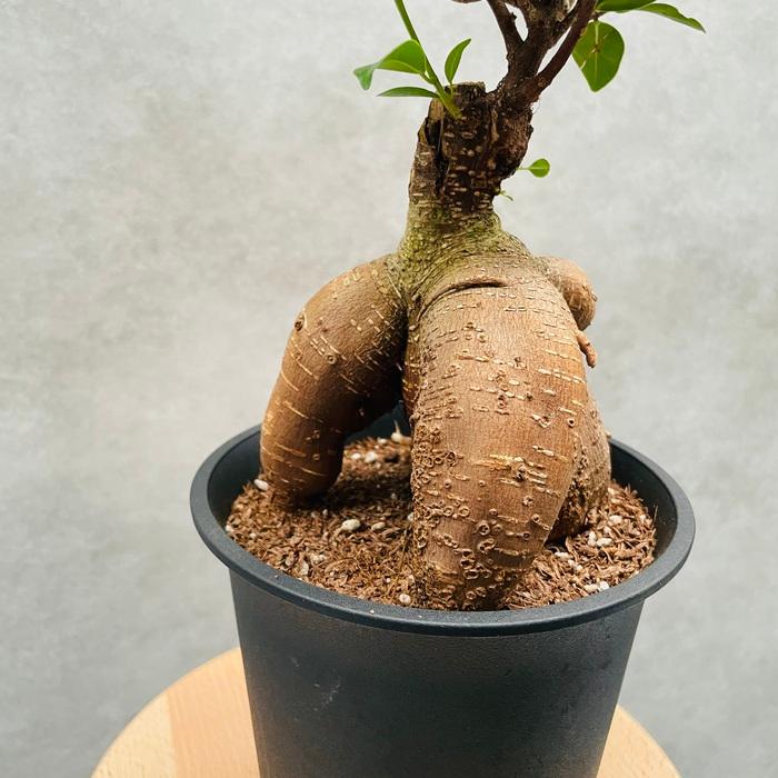 ガジュマルの木 観葉植物 5号鉢苗 盆栽 小さいミニサイズ ガジュマルの木 観葉植物 5号鉢苗 盆栽 小さいミニサイズ