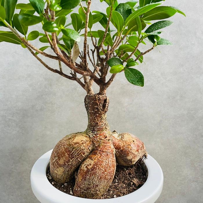 ガジュマルの木 観葉植物 6号鉢苗 盆栽 大型種類 縁起物 ガジュマルの木 観葉植物 6号鉢苗 盆栽 大型種類 縁起物