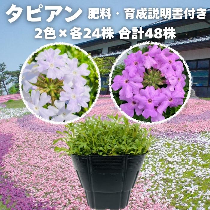 タピアン 2品種×各24株 合計48株 9cmポット苗 肥料付 3号 ホワイト ラベンダー バーベナ属 サントリーフラワーズ グランドカバー 常緑 多年草 宿根草 雑草対策 : ミドリスーク ...