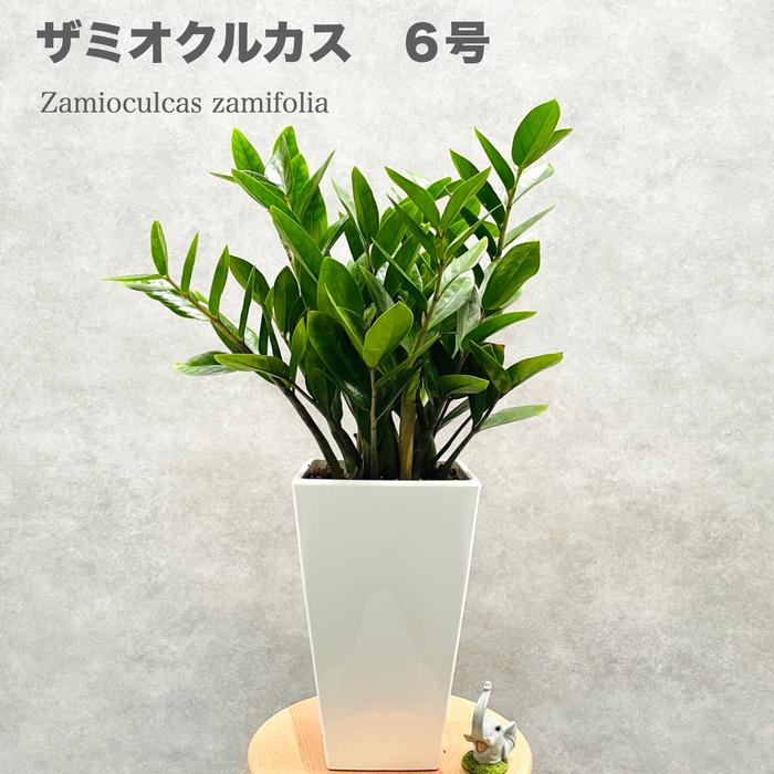 観葉植物 ザミオクルカス ザミフォーリア 6号鉢 金銭樹 耐陰性 観葉植物 ザミオクルカス ザミフォーリア 6号鉢 金銭樹 耐陰性