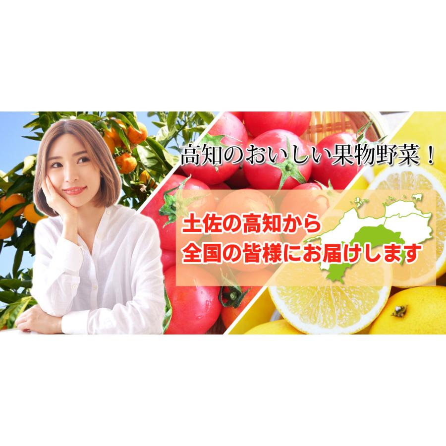 【予約】贈答用 文旦 土佐文旦 2L〜4L 10kg 宿毛文旦 産直 あおかぜ農園 宿毛 ぶんたん 産地直送 高知産 宿毛産 10キロ 送料無料 : みどりや&GIFT - 通販 ...
